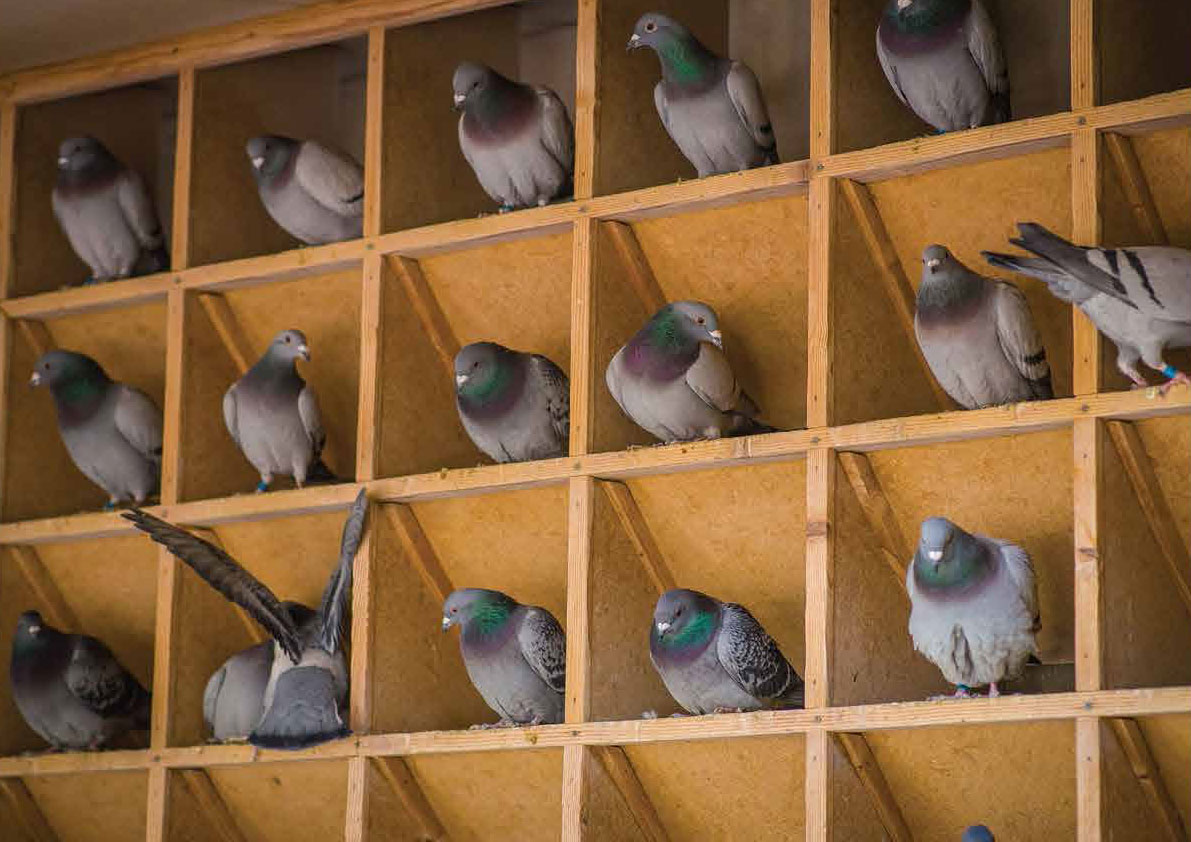 The Carrier Pigeon Theory of Memoir - Reading and Traveling